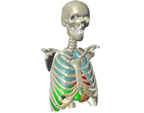 Simulation-Ready Human Body Models using Simpleware